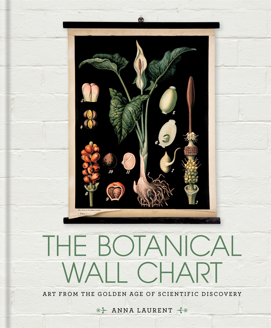 The Botanical Wall Chart by Anna Laurent | Hachette UK