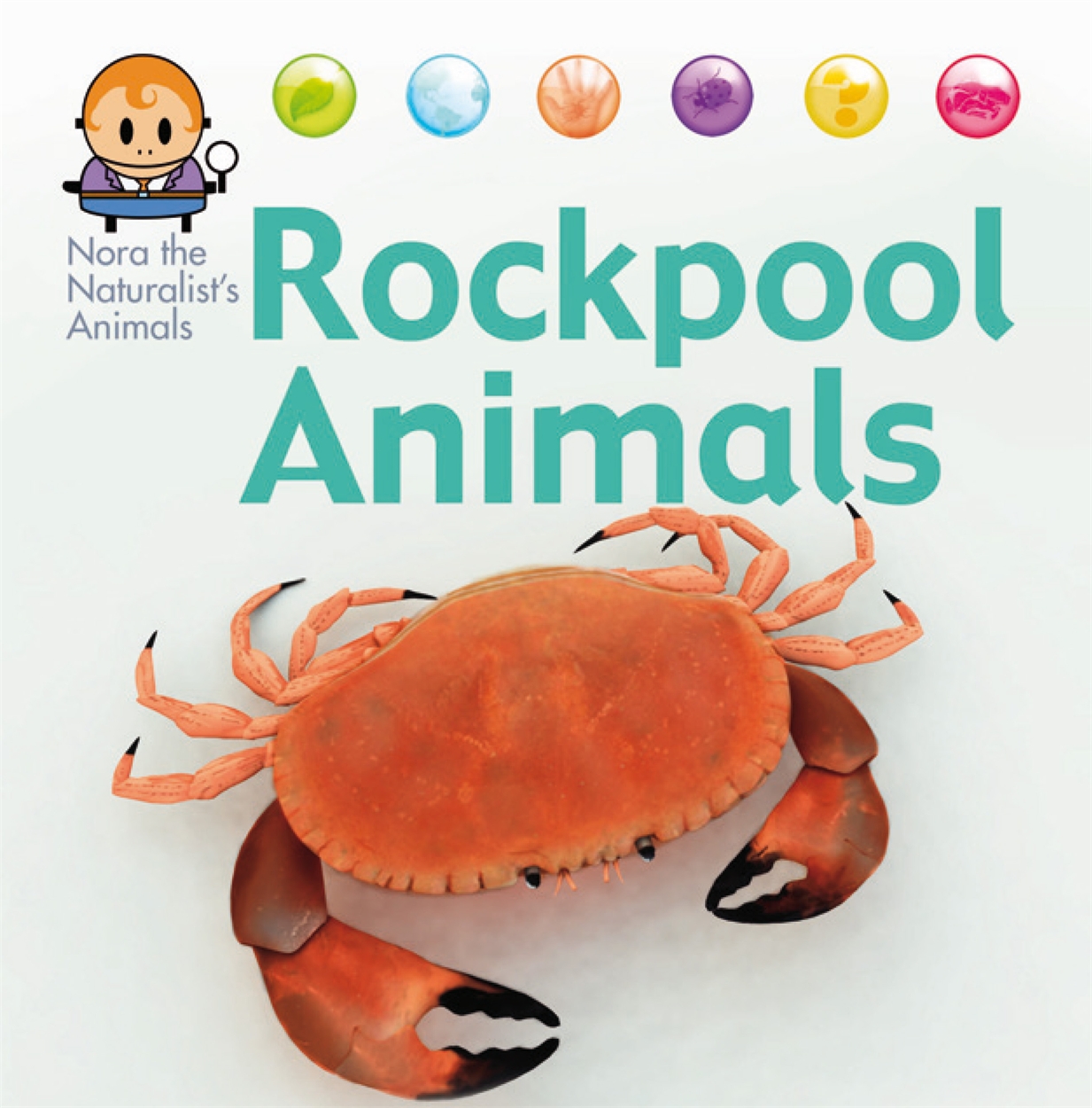 Nora the Naturalist's Animals: Rock Pool Animals by David West ...