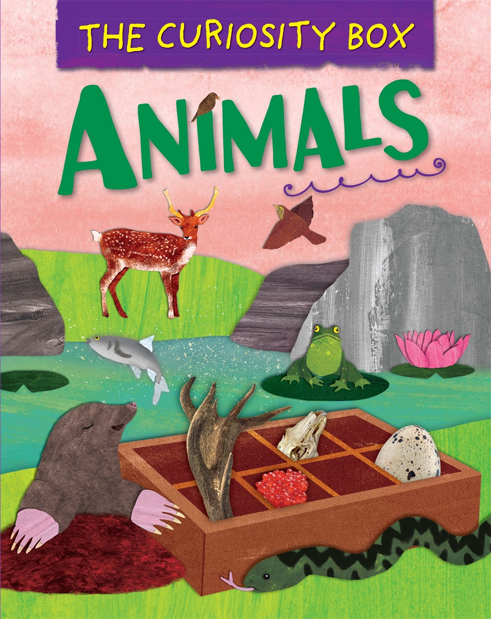 The Curiosity Box: Animals by Peter Riley | Hachette UK
