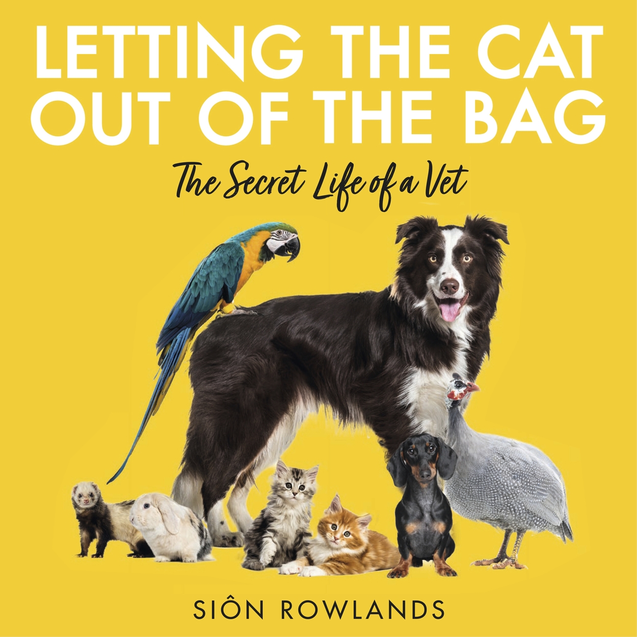 Letting the Cat Out of the Bag by Siôn Rowlands | Hachette UK