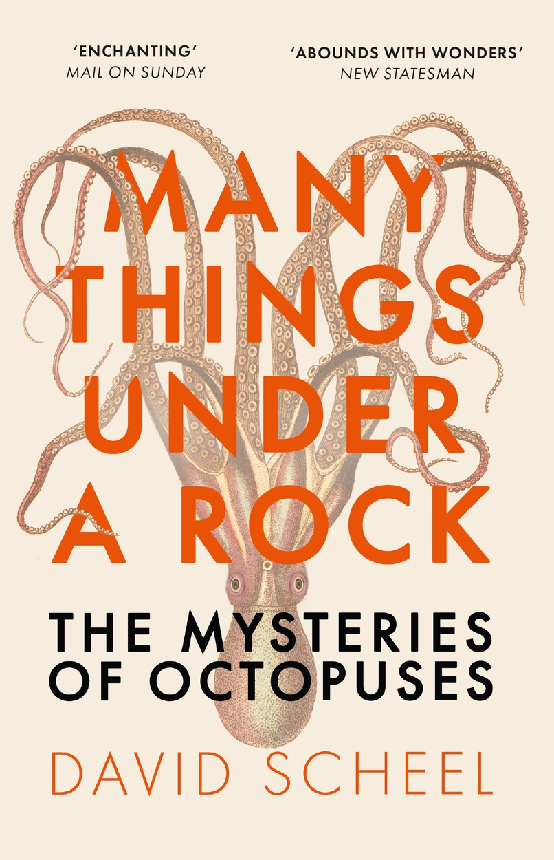 Many Things Under a Rock by David Scheel | Hachette UK