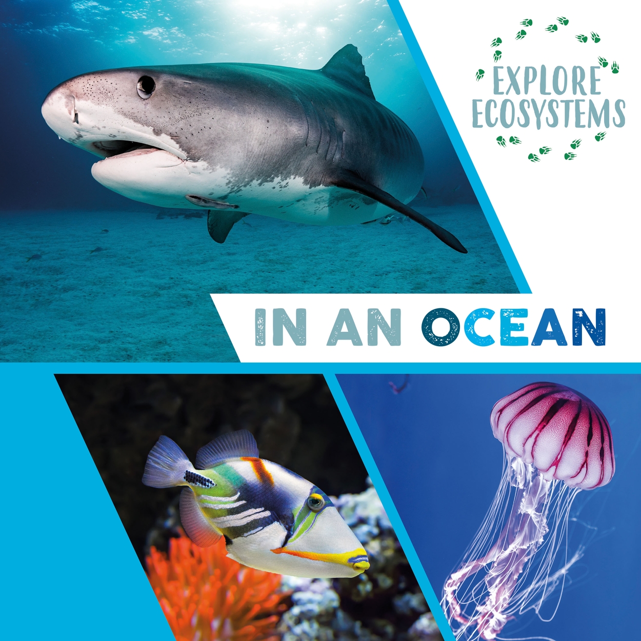 Explore Ecosystems: In an Ocean by Sarah Ridley | Hachette UK