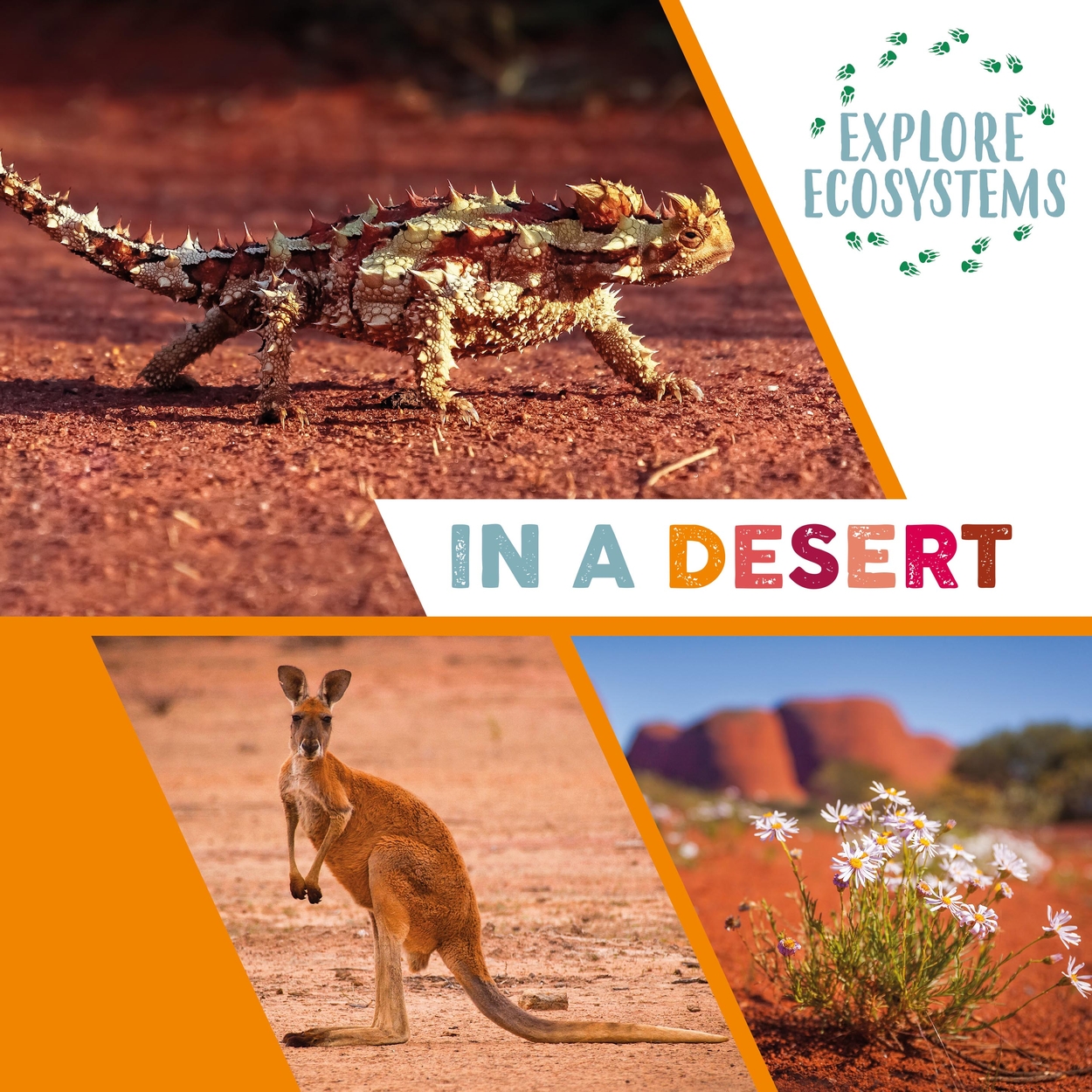 Explore Ecosystems: In a Desert by Sarah Ridley | Hachette UK