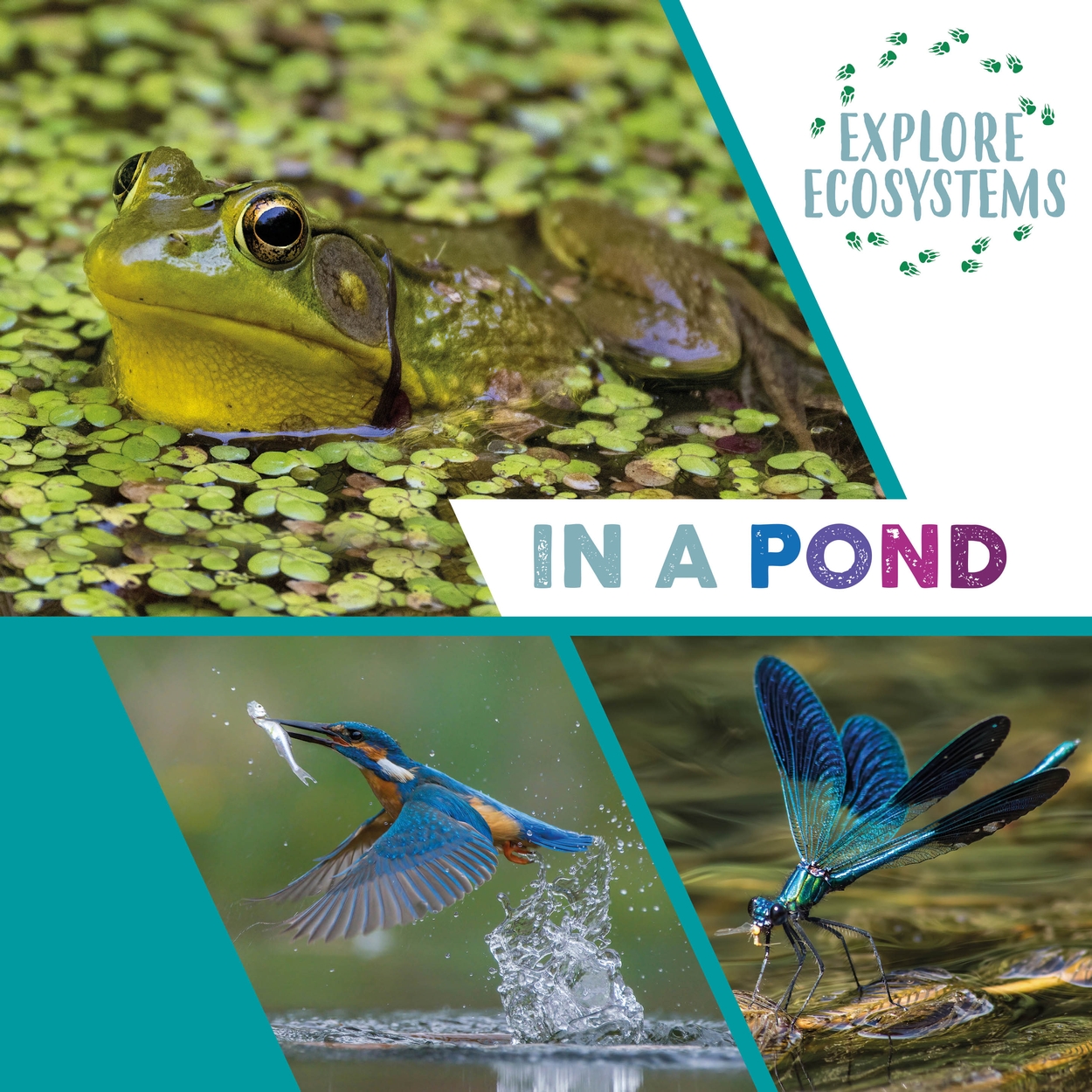 Explore Ecosystems: In a Pond by Sarah Ridley | Hachette UK