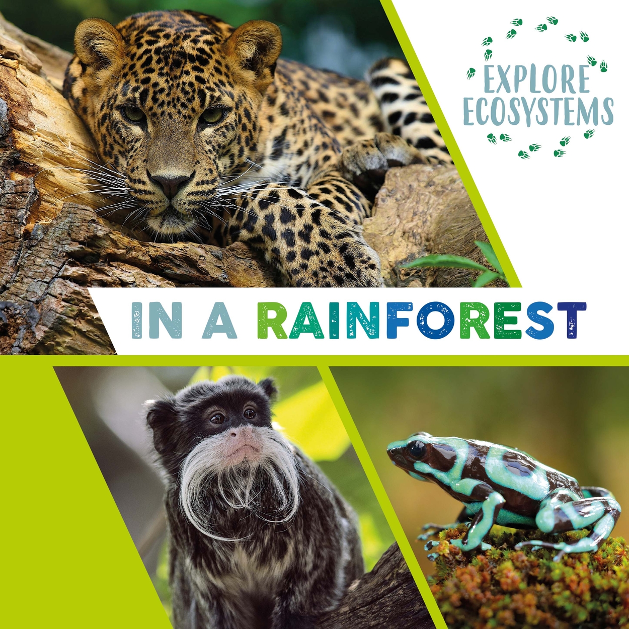 Explore Ecosystems: In a Rainforest by Sarah Ridley | Hachette UK