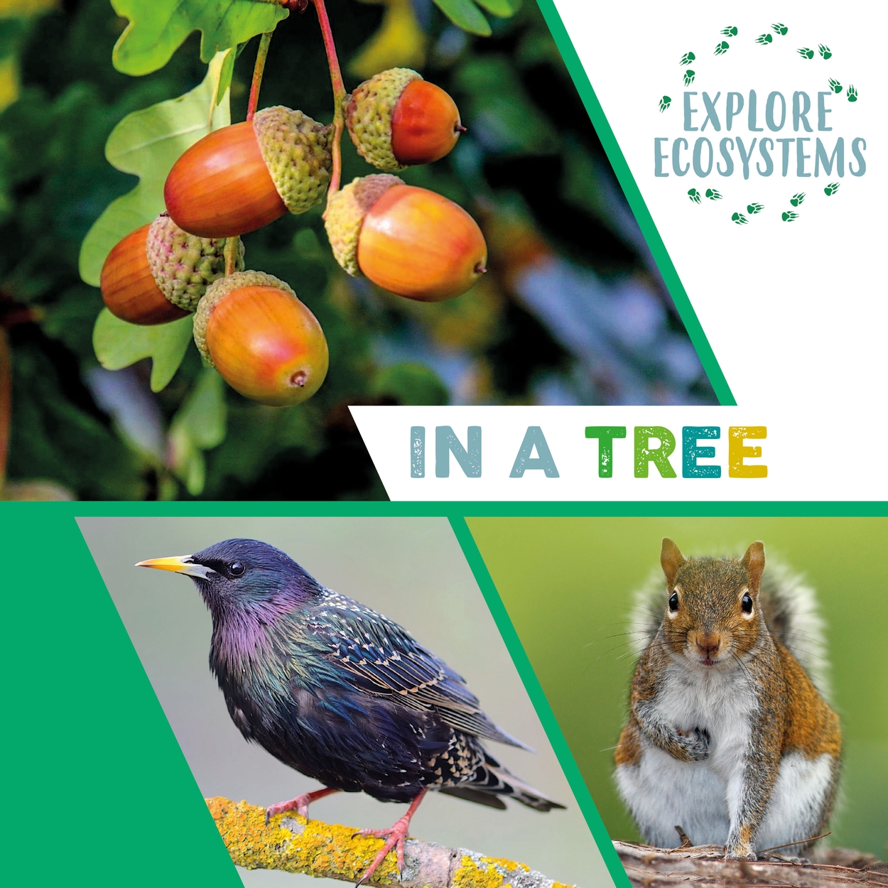 Explore Ecosystems: In a Tree by Sarah Ridley | Hachette UK