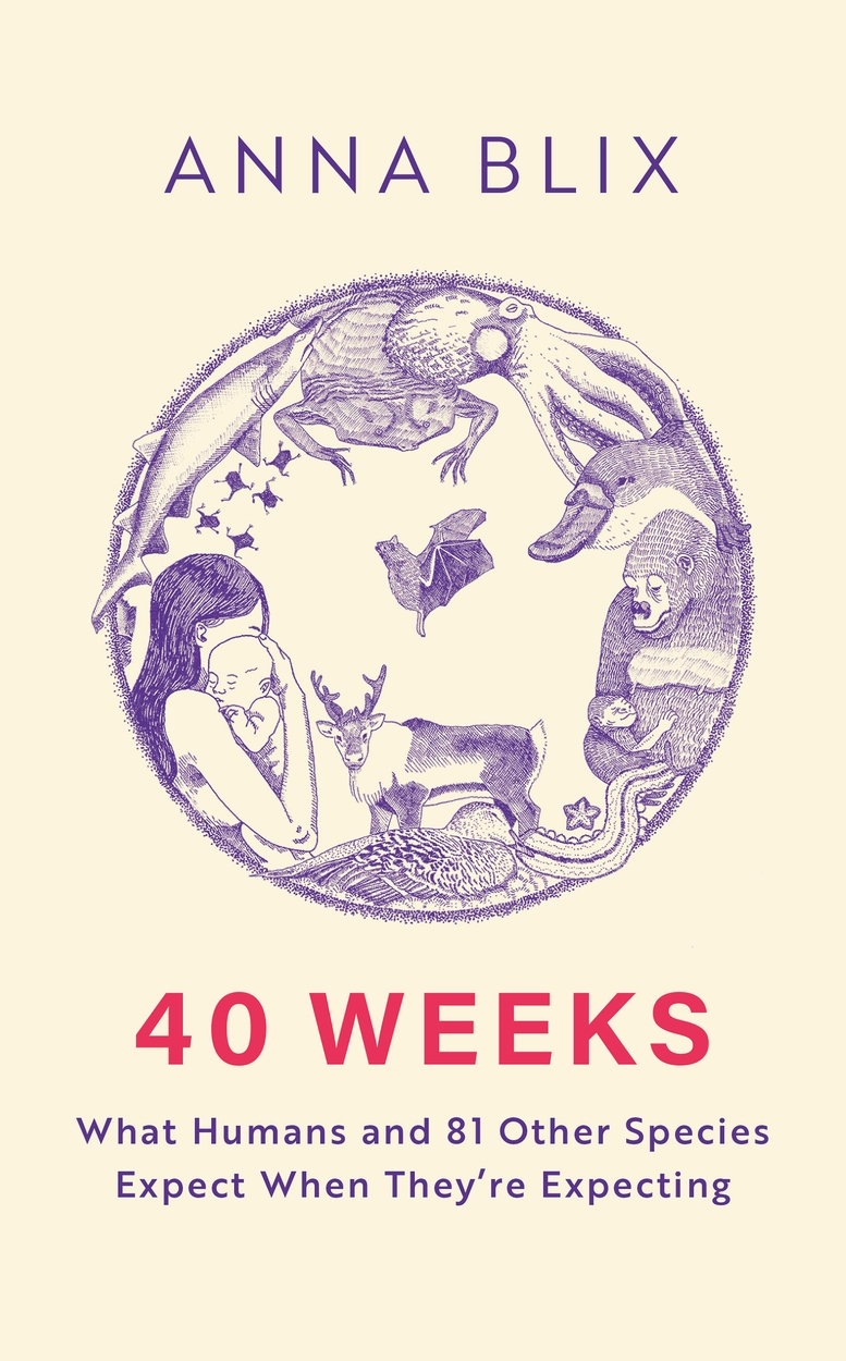 40 Weeks by Anna Blix | Hachette UK