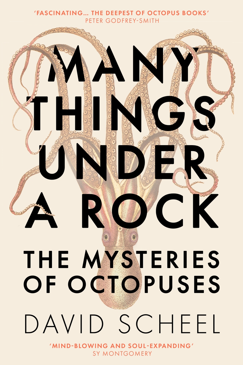 Many Things Under a Rock by David Scheel | Hachette UK